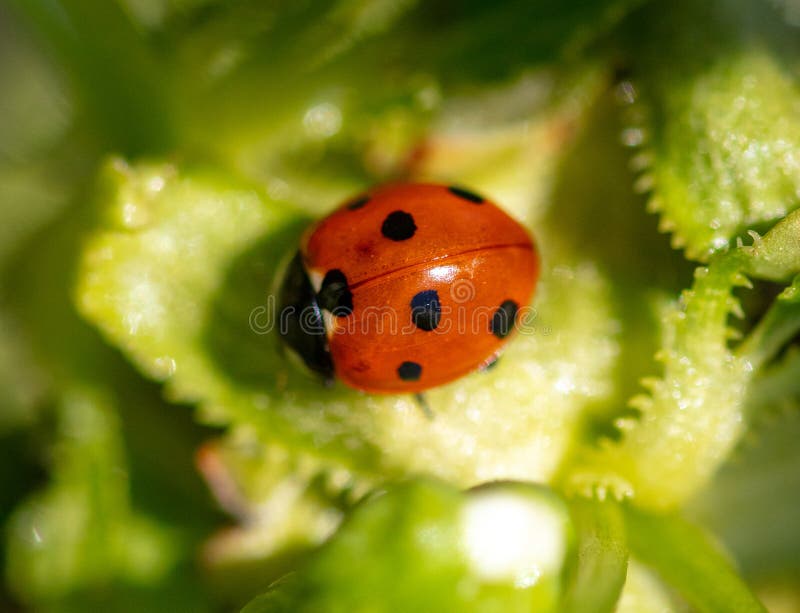 Ladybug on a Green Leaf of a Tree. Stock Image - Image of plant, animal ...