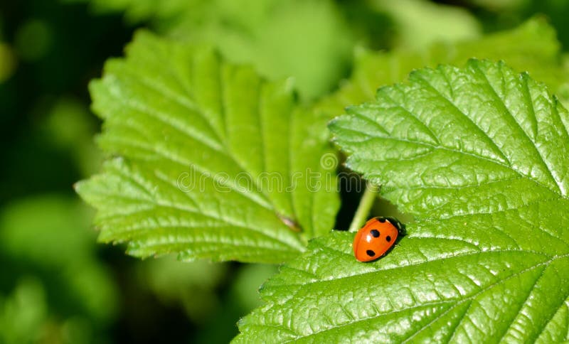 Ladybug and green leaves stock image. Image of nature - 40644131