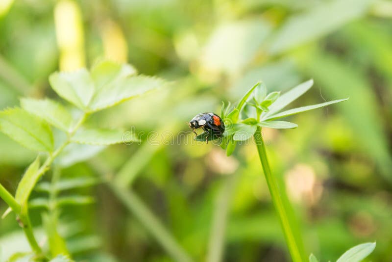 Ladybug stock image. Image of macro, morning, green, design - 81037415