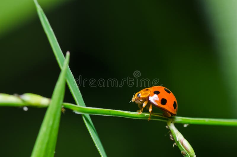 Ladybug in green nature stock image. Image of hill, single - 20882467
