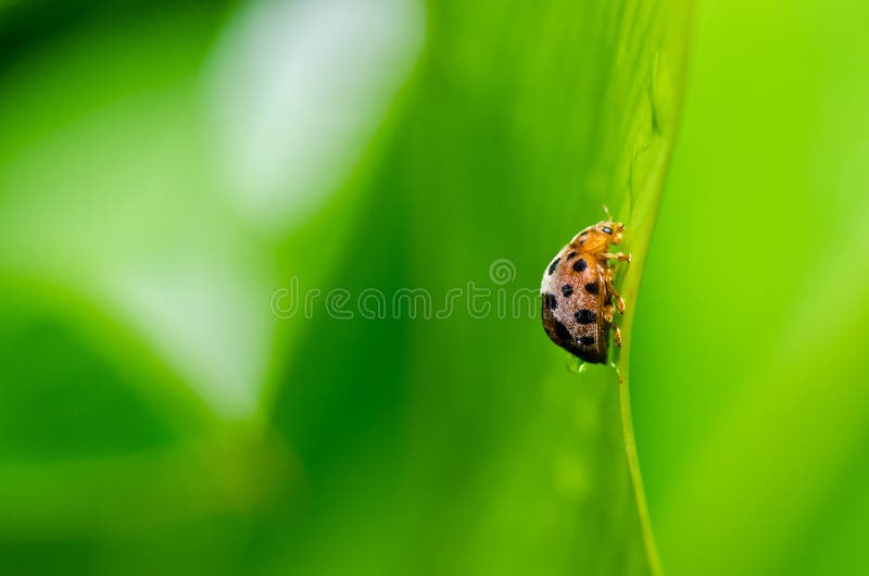 Ladybug in green nature stock image. Image of bright - 22860079