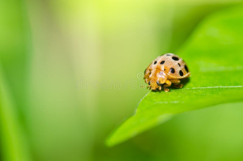Ladybug in green nature stock image. Image of life, sunlight - 23027935