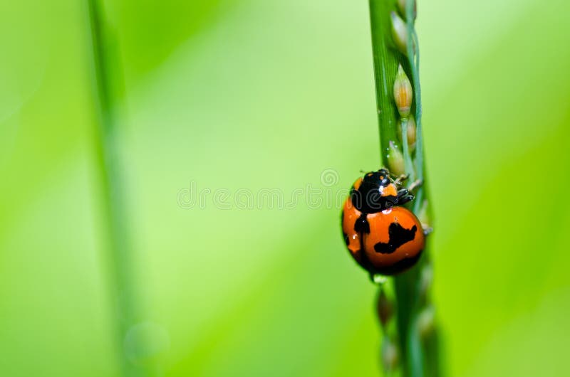 Ladybug in green nature stock image. Image of nature - 23490521
