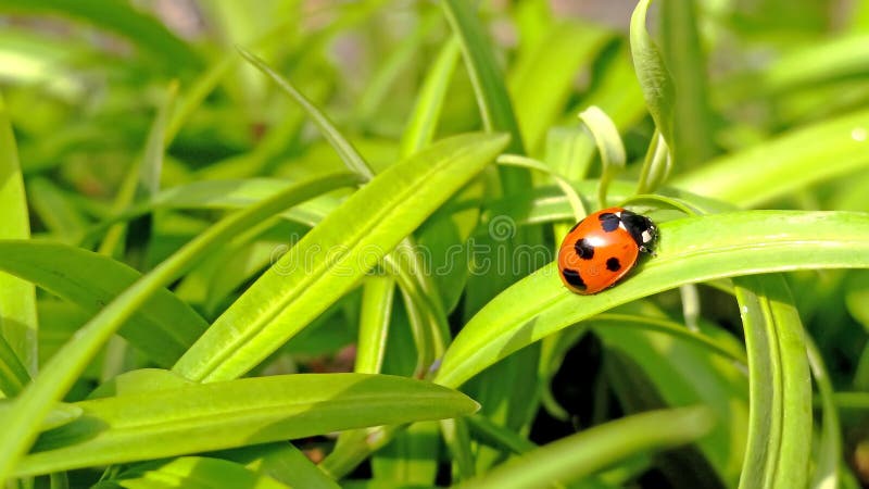 Ladybug on Green Nature Background Stock Photo - Image of healthy ...
