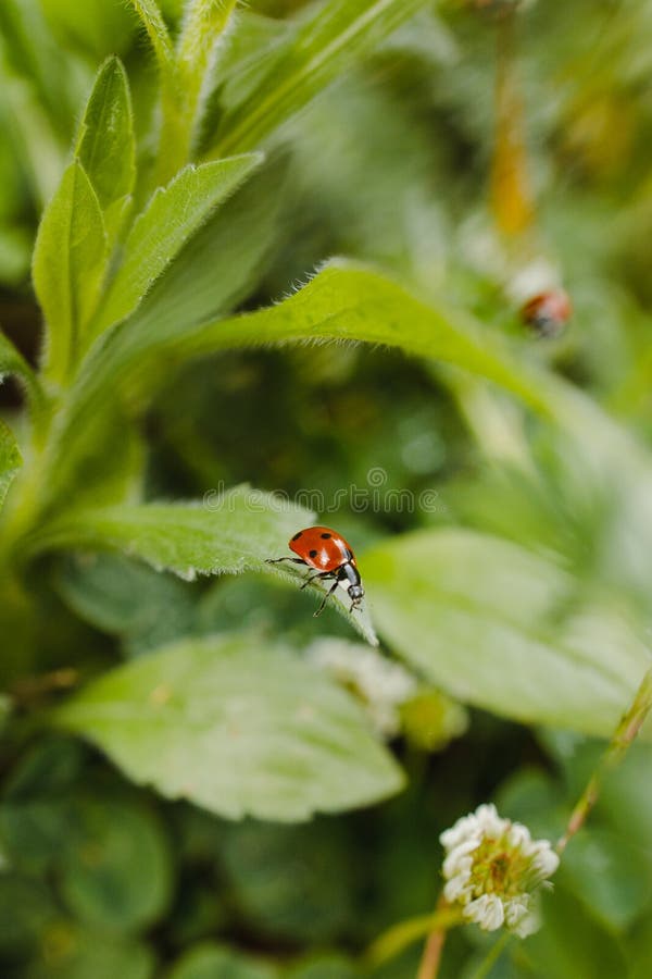 Ladybug in the green stock image. Image of garden, cute - 181814339