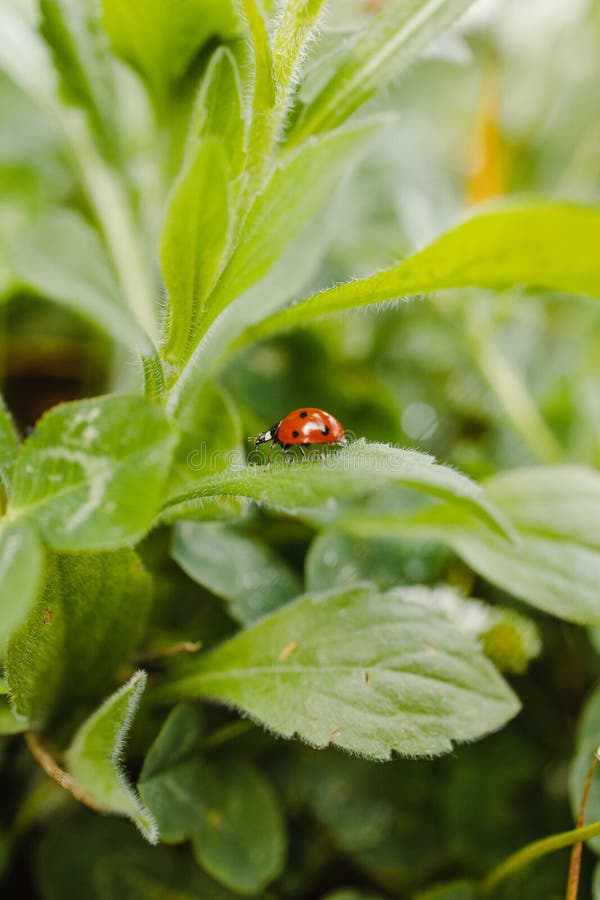 Ladybug in the green stock image. Image of canine, breed - 181814365