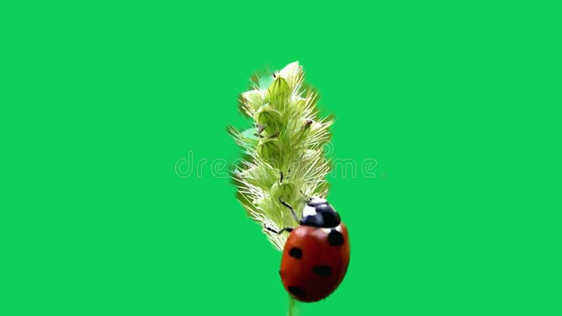 Ladybug on Green Screen stock footage. Video of falling - 350732650