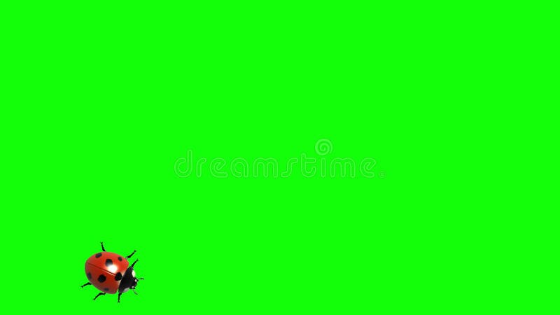 Ladybug on Green Screen CG Animated, Seamless Loop Stock Video - Video ...