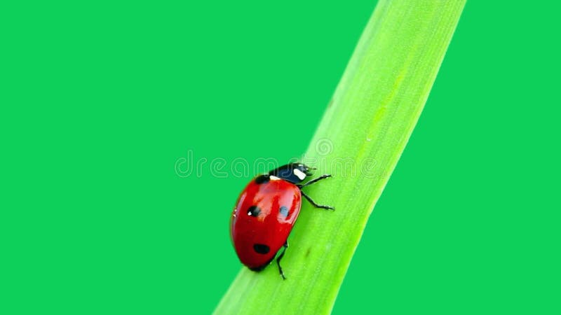 Ladybug on Green Screen stock footage. Video of fashion - 350732732