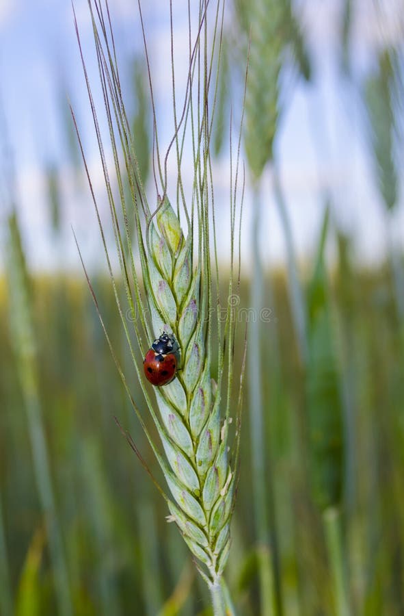 Ladybug stock image. Image of ukraine, ladybug, field - 96641817