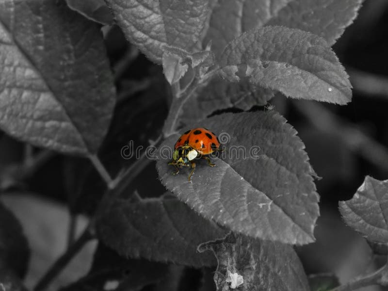 Gray Ladybugs