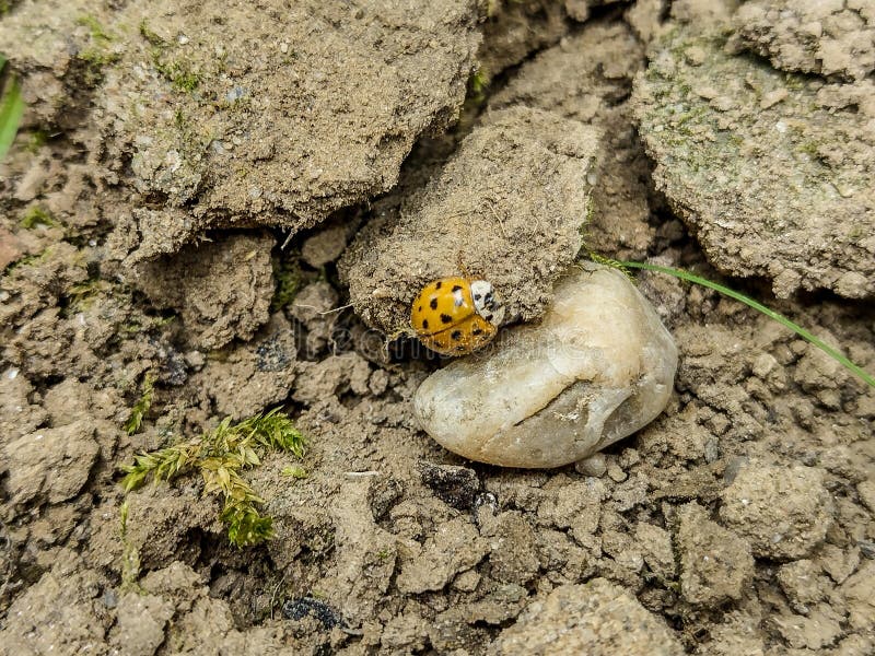 Ladybug on the Ground - Closeup Stock Photo - Image of summer, closeup ...