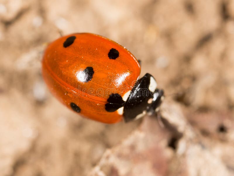 Ladybug on the Ground in Nature Stock Photo - Image of close, cracked ...