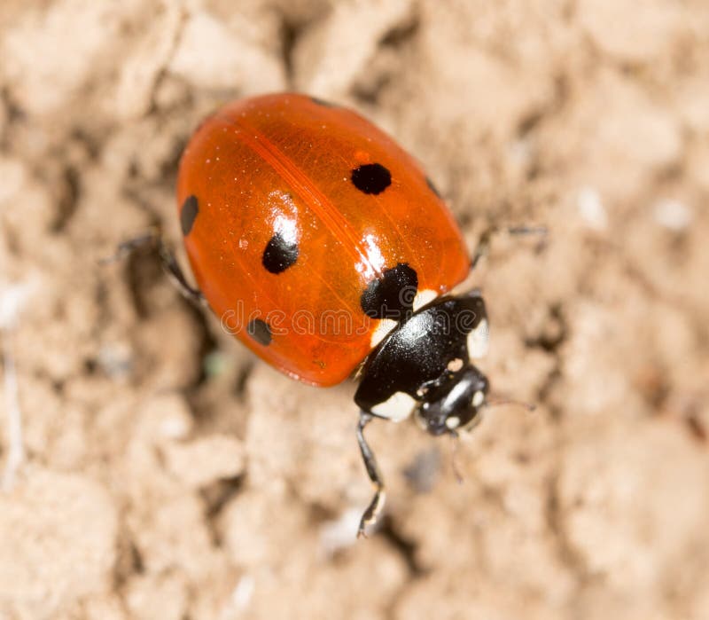 Ladybug on the Ground in Nature Stock Photo - Image of point, close ...
