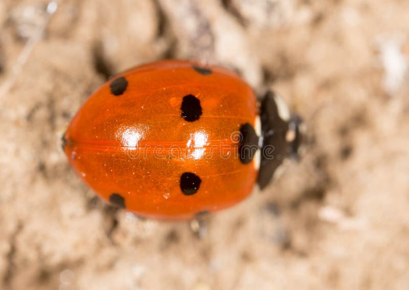 Ladybug on the Ground in Nature Stock Image - Image of ladybird ...