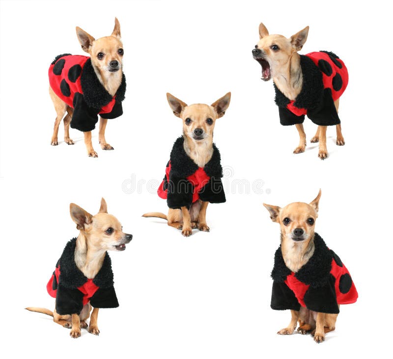 Ladybug dog stock image. Image of humor, cute, tiny, canine - 1883609