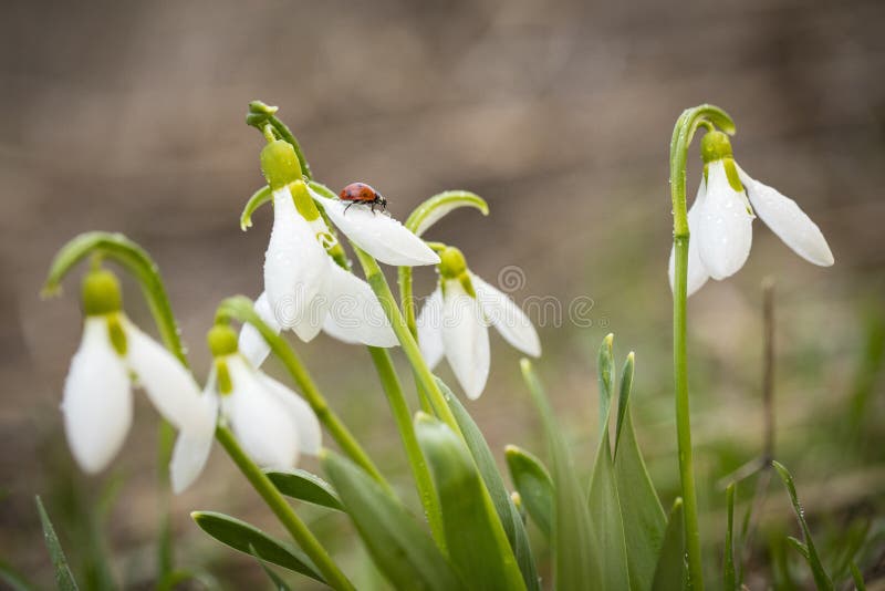 Ladybug on the Group of Snowdrops Stock Photo - Image of primrose ...