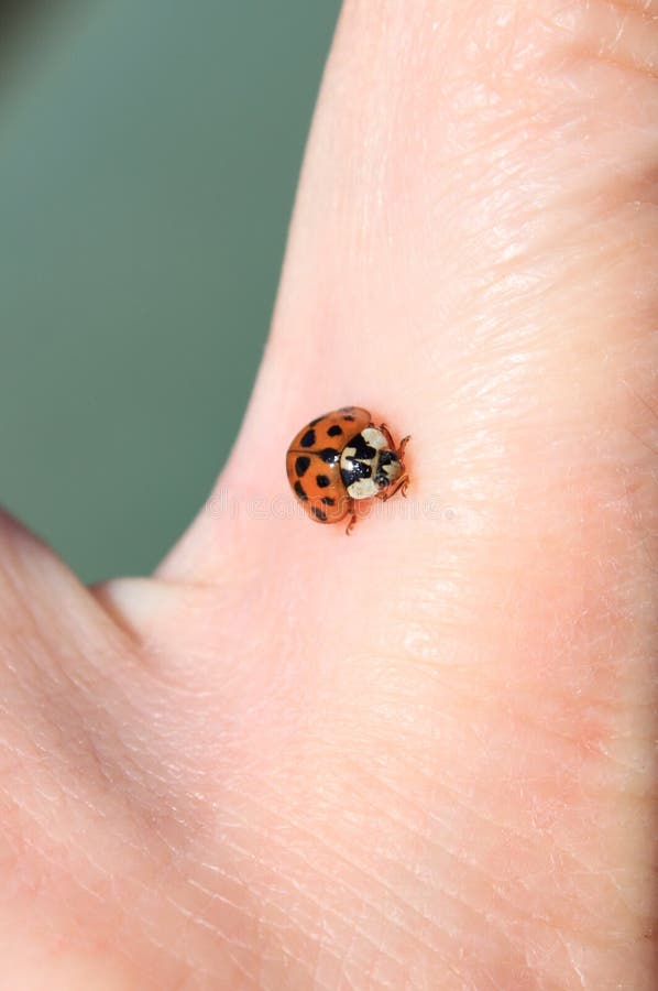 Ladybug on a hand stock photo. Image of macro, hand, spotted - 14582476