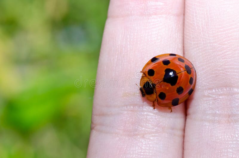 Ladybug in hand stock image. Image of light, nature, garden - 23356383