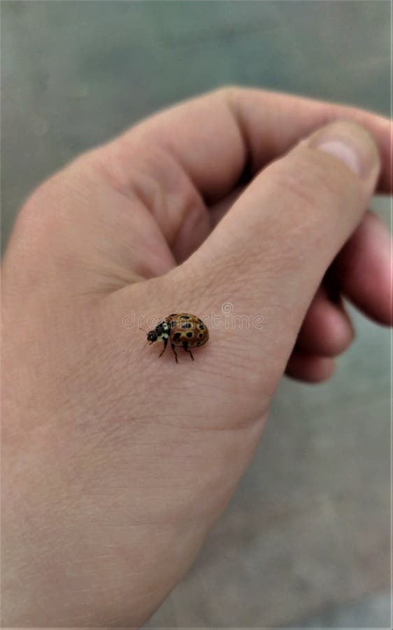 Ladybug on the hand stock photo. Image of woman, insect - 261722486