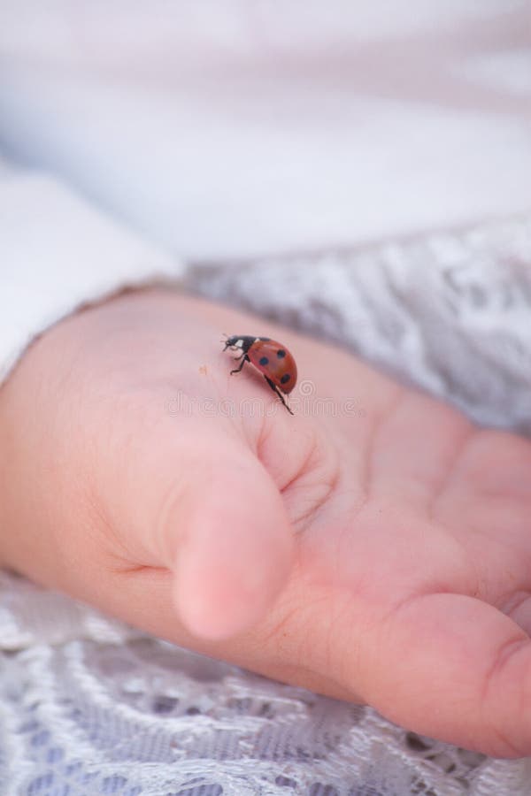 Ladybug on the Hand of a Child Stock Photo - Image of decor, blue ...