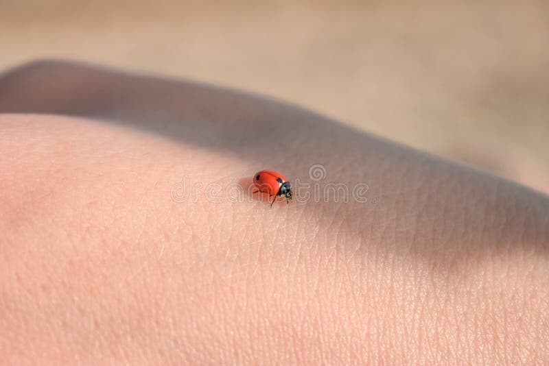Ladybug on the Hand, Close-up Stock Photo - Image of outdoor, finger ...