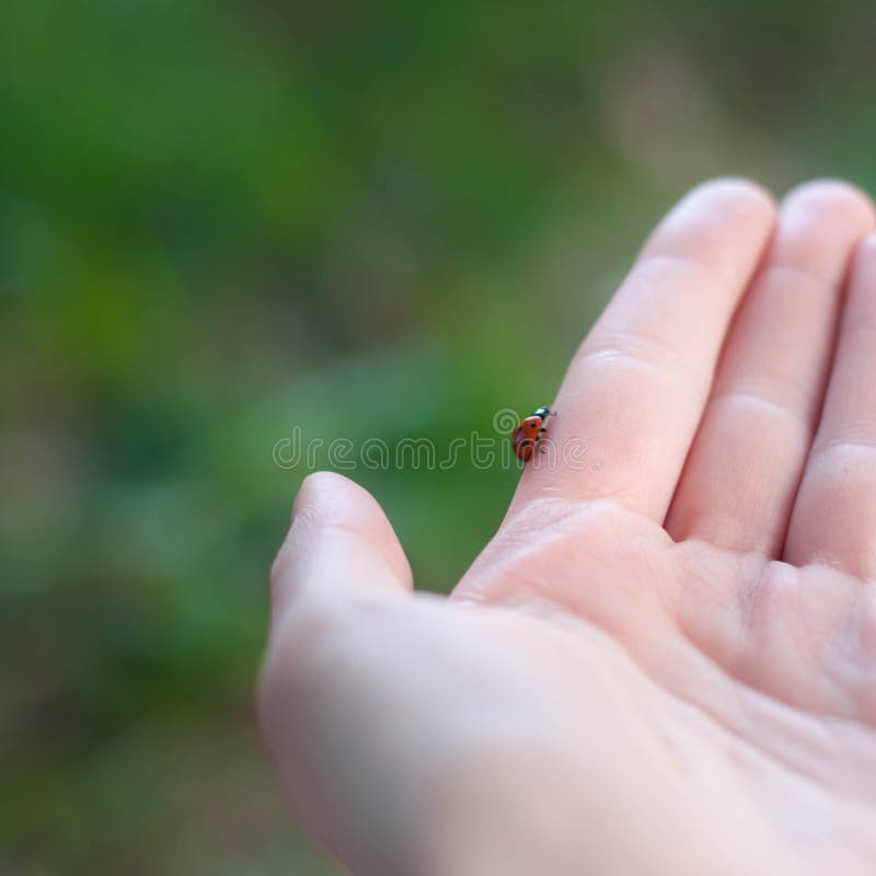 A Ladybug on a Hand, Closeup, Place for Text Stock Photo - Image of ...