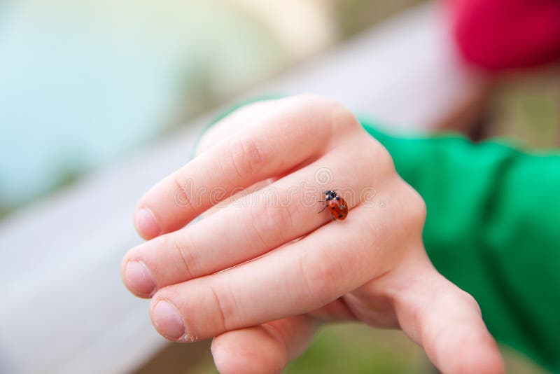 Red Ladybug On The Hand Of A Child. Insect. Protection Of Animals Stock ...