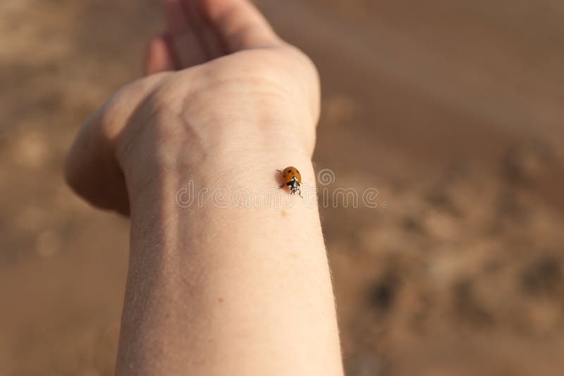 Ladybug on the hand stock image. Image of curiosity, hand - 74628177