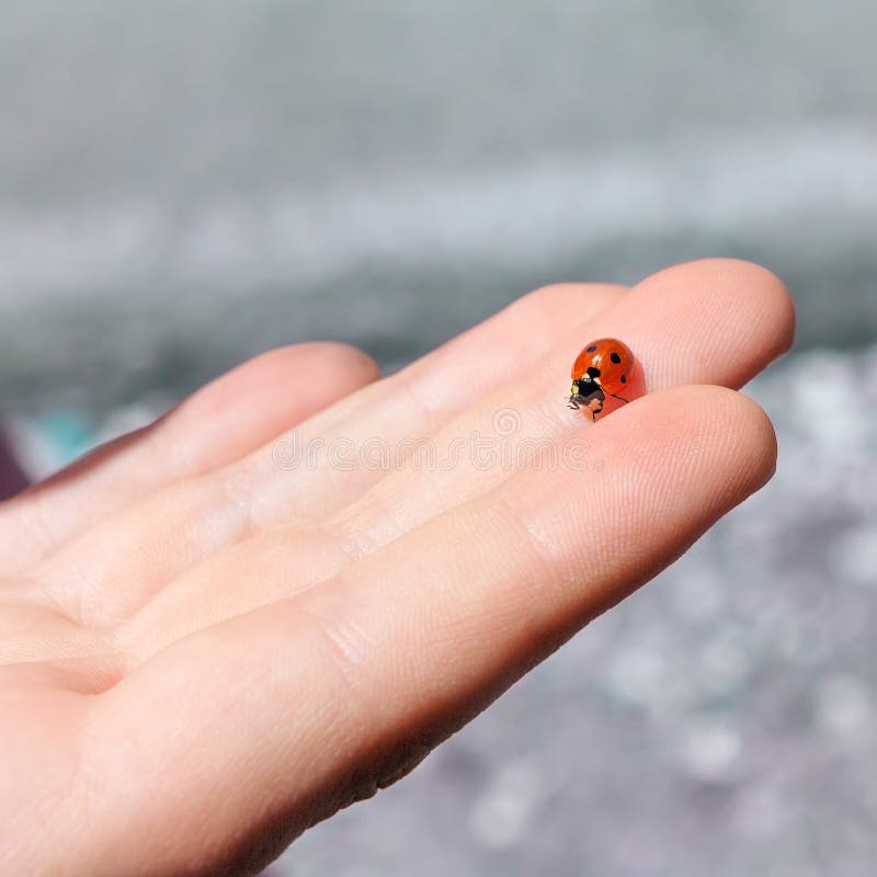 Ladybug on hand stock image. Image of hand, spring, season - 55466295