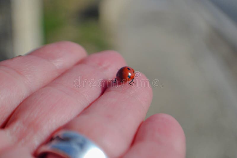 Ladybug stock photo. Image of dots, nature, hand, ladybug - 89508524