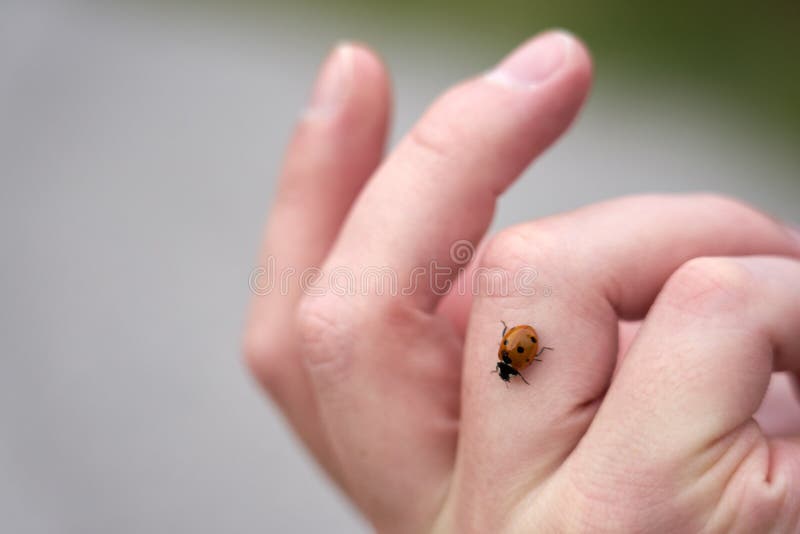 Ladybug on hand stock image. Image of living, delicate - 210130481