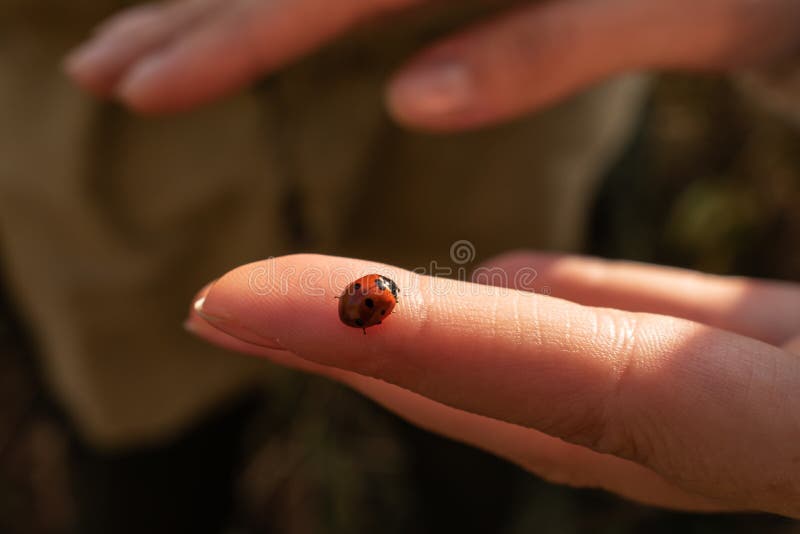 Ladybug on hand stock image. Image of living, delicate - 210130481