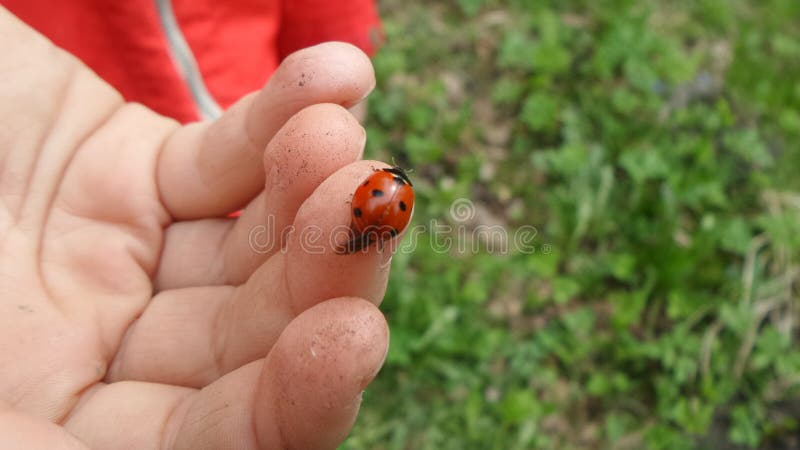 Ladybug on hand stock image. Image of macro, yellow, climbing - 26264631