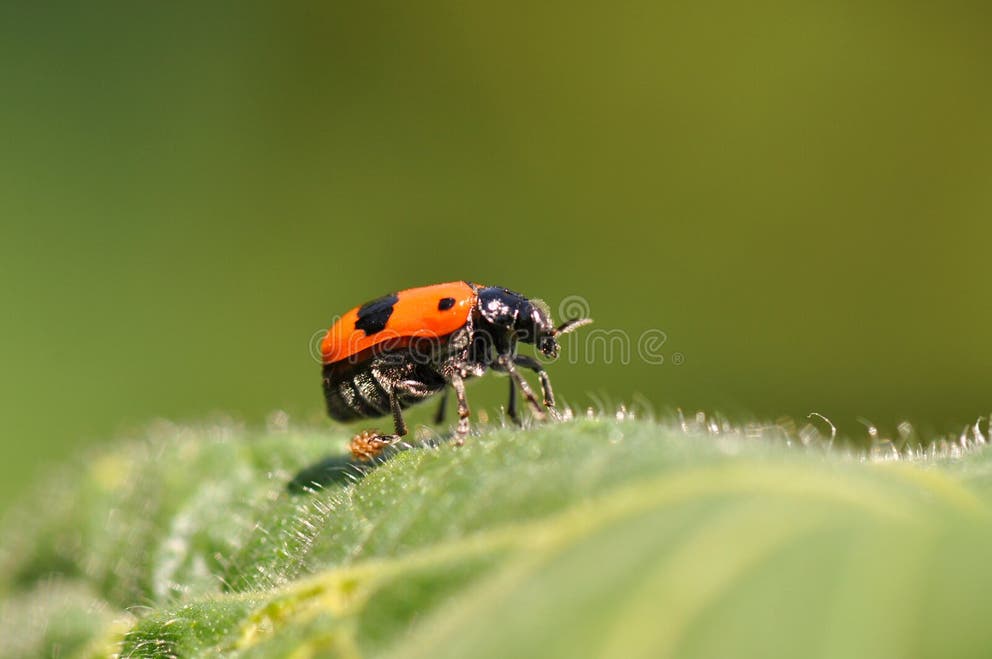 Ladybug stock photo. Image of care, green, ladybug, hanging - 94883946