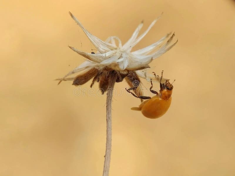 Ladybug Hanging Under a Dry Flower Stock Photo - Image of macro, twig ...