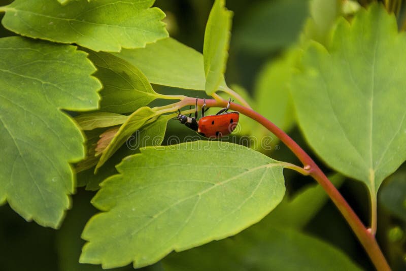 Upside Down Ladybug Stock Photos - Free & Royalty-Free Stock Photos ...