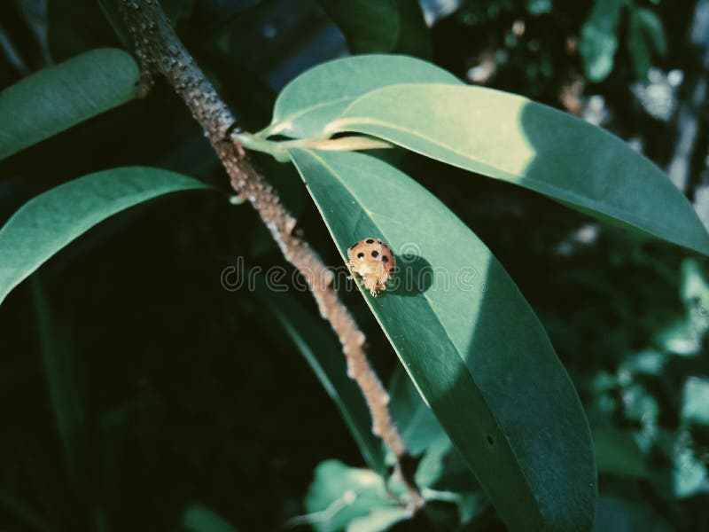 Ladybug is Beautiful Insect Stock Image - Image of look, tiny: 136357595