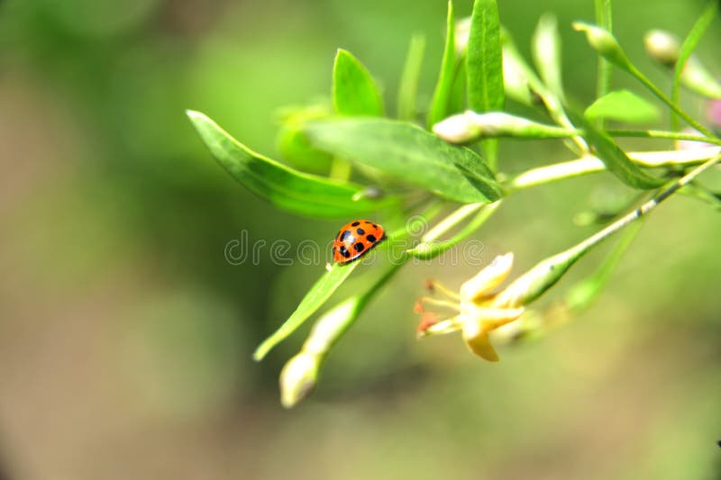 Ladybug Has a Rest on a Leaf Stock Image - Image of line, tree: 190026245