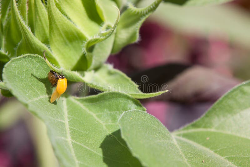 Hatching of Ladybug Larvae from Eggs Stock Image - Image of ...