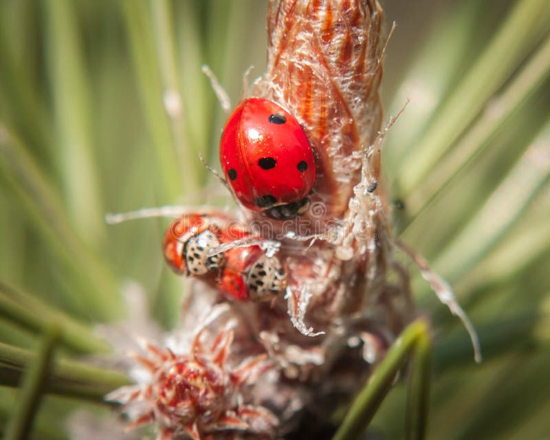 Ladybug and her family stock image. Image of plants - 225801639
