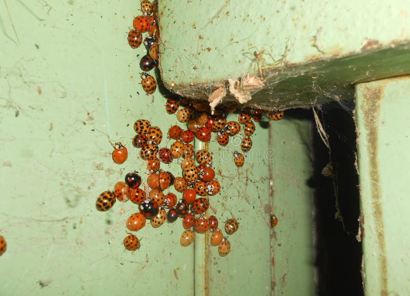 141 Ladybug Hibernation Stock Photos - Free & Royalty-Free Stock Photos ...