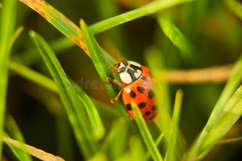 A Ladybug Hiding Behind the Grass Stock Photo - Image of insect, black ...
