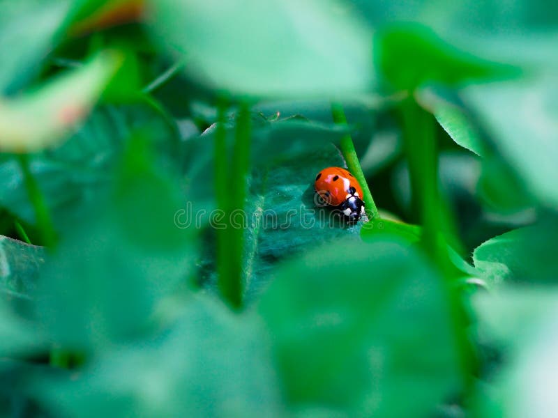 Ladybug Hiding in the Clover Stock Image - Image of plant, leaf: 219575909