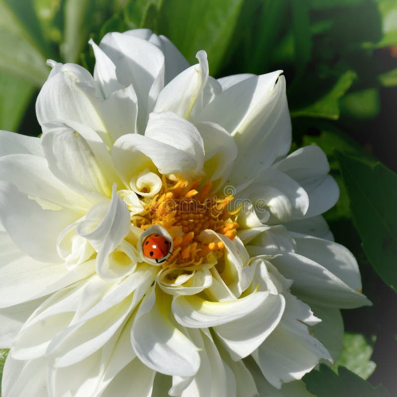 A Ladybug is Hiding in a Flower Petal. Stock Photo - Image of insect ...