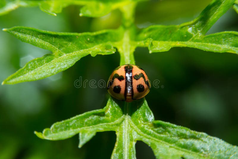Ladybug Holding on Green Leaf with Close Up Detailed View. Stock Image ...