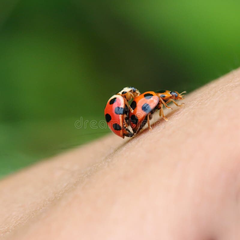 Ladybug on human skin stock photo. Image of natural, black - 42874548