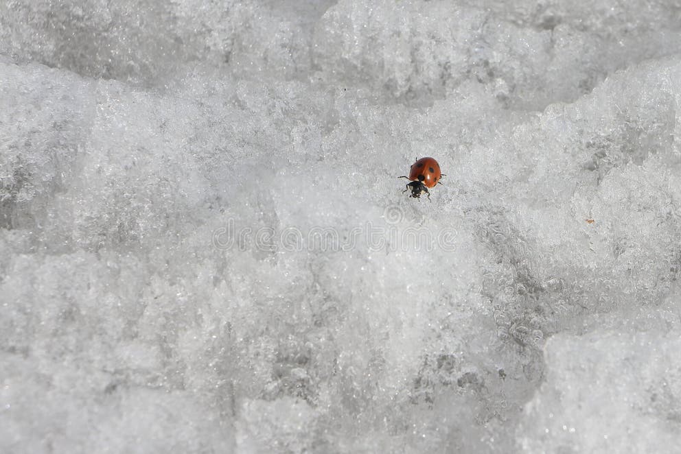 Ladybug on Ice in the Spring Stock Photo - Image of ladybug, creeping ...