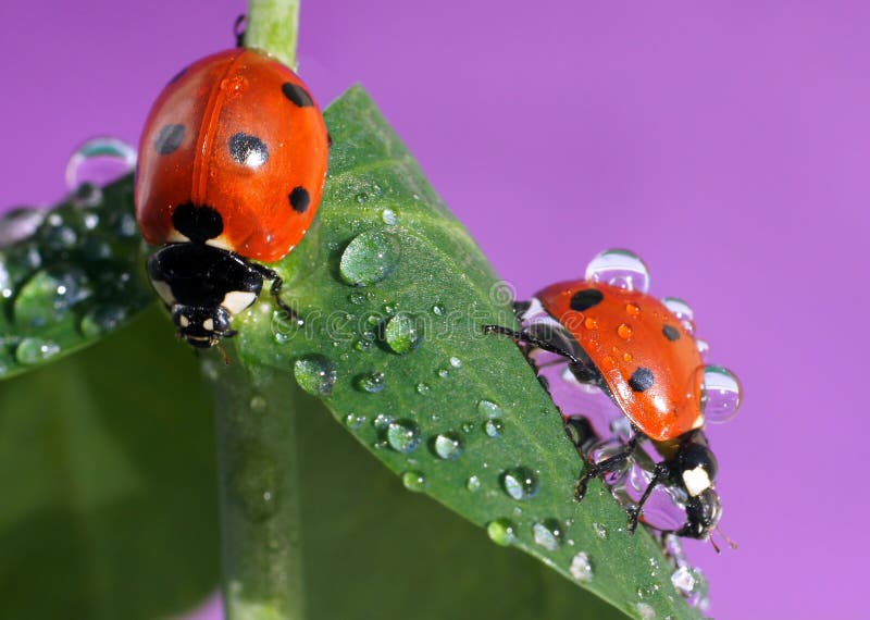 Ladybug stock photo. Image of freshness, ladybug, liquid - 35253280