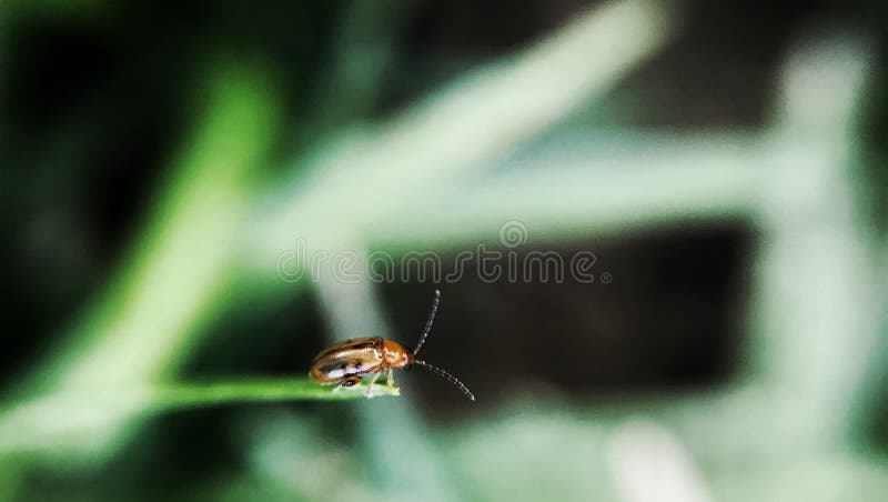 Ladybug stock image. Image of wing, china, ladybug, antenna - 161852785